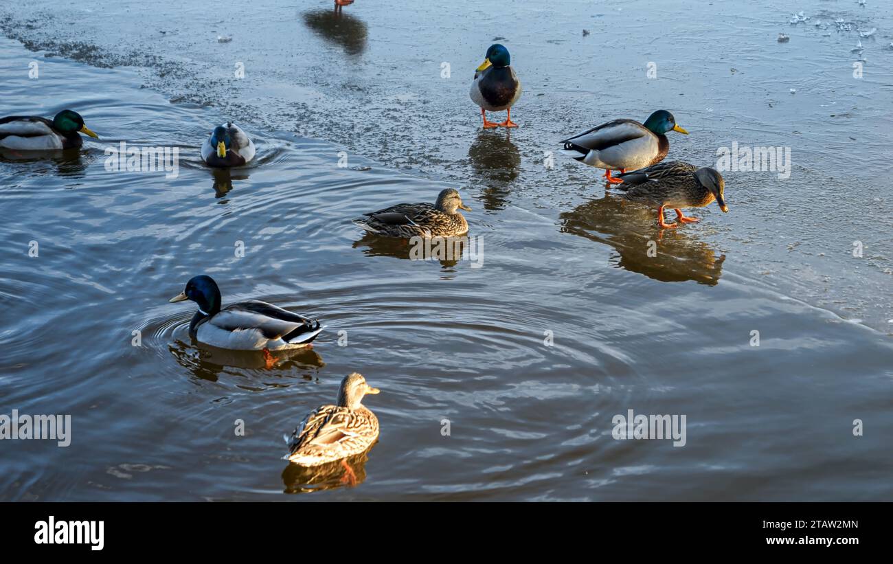 Ducks walking on a frozen lake covered with ice, while some of them ...