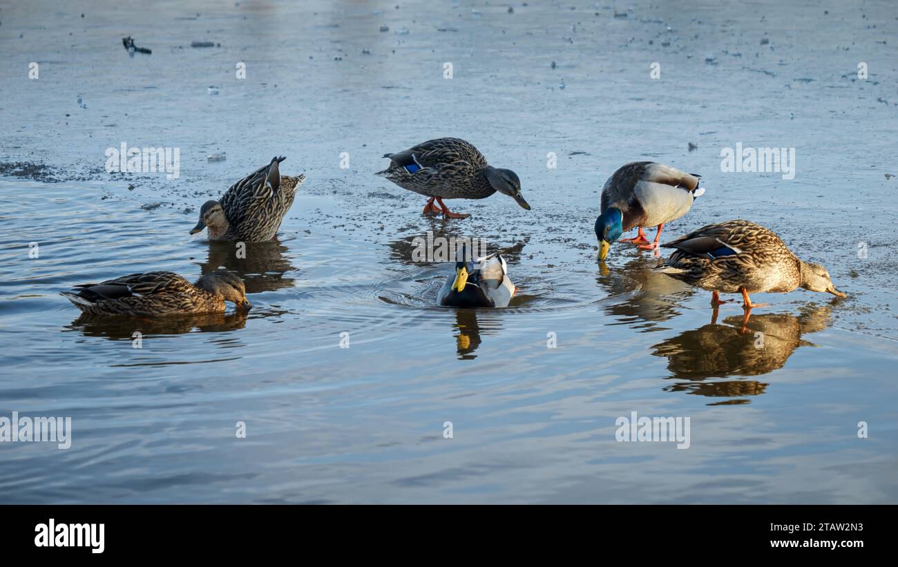 Many ducks enjoying a sunny winter day as they swim in the park's lake ...