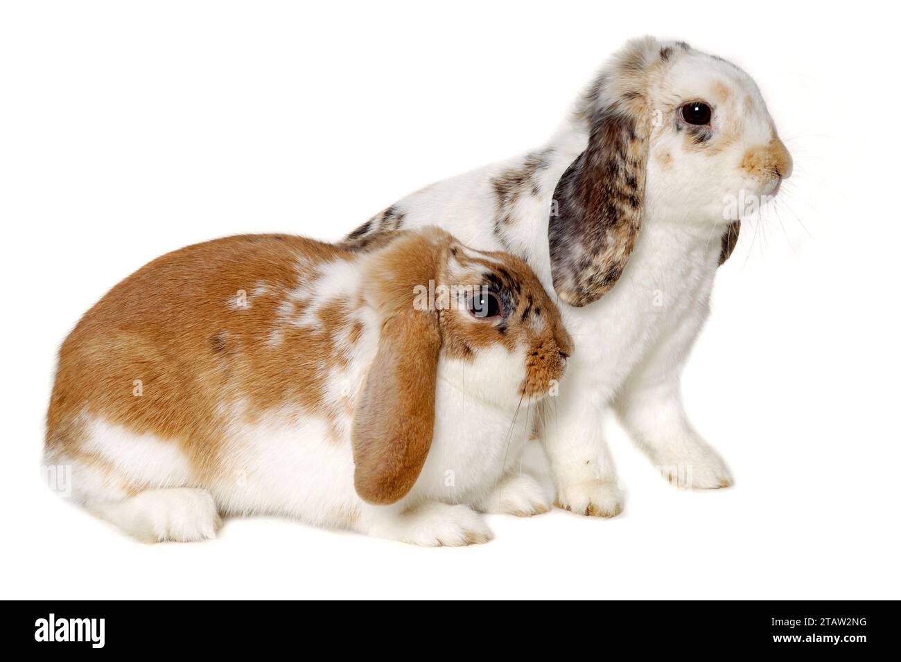 Two sweet rabbits is sitting on a white background Stock Photo - Alamy