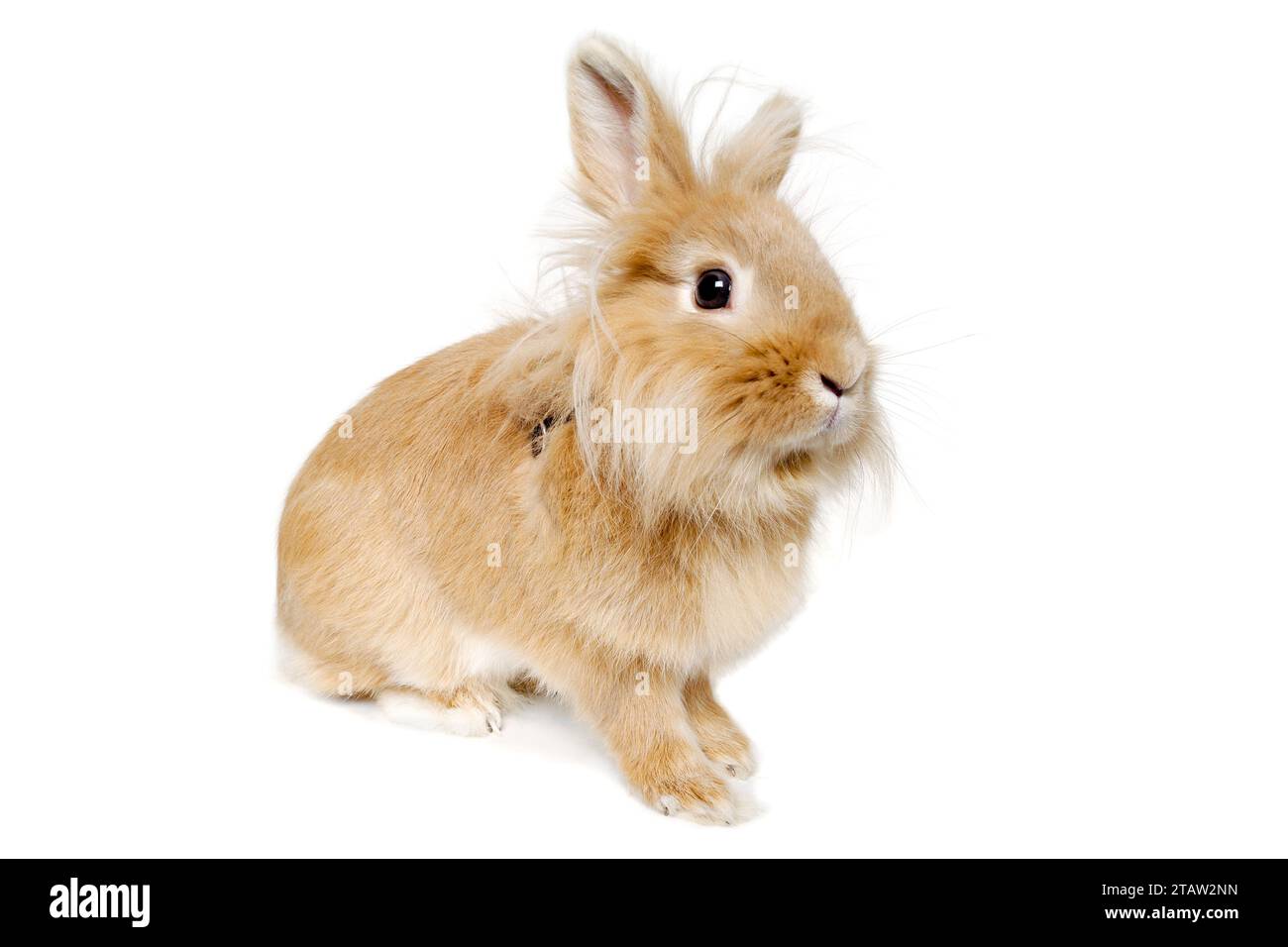 Sweet sad rabbit is sitting on a white background Stock Photo - Alamy