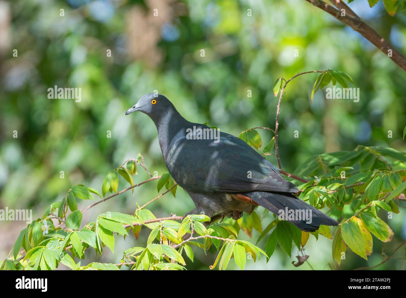 Christmas Island Imperial Pigeon (Ducula whartoni) perched in a tree ...