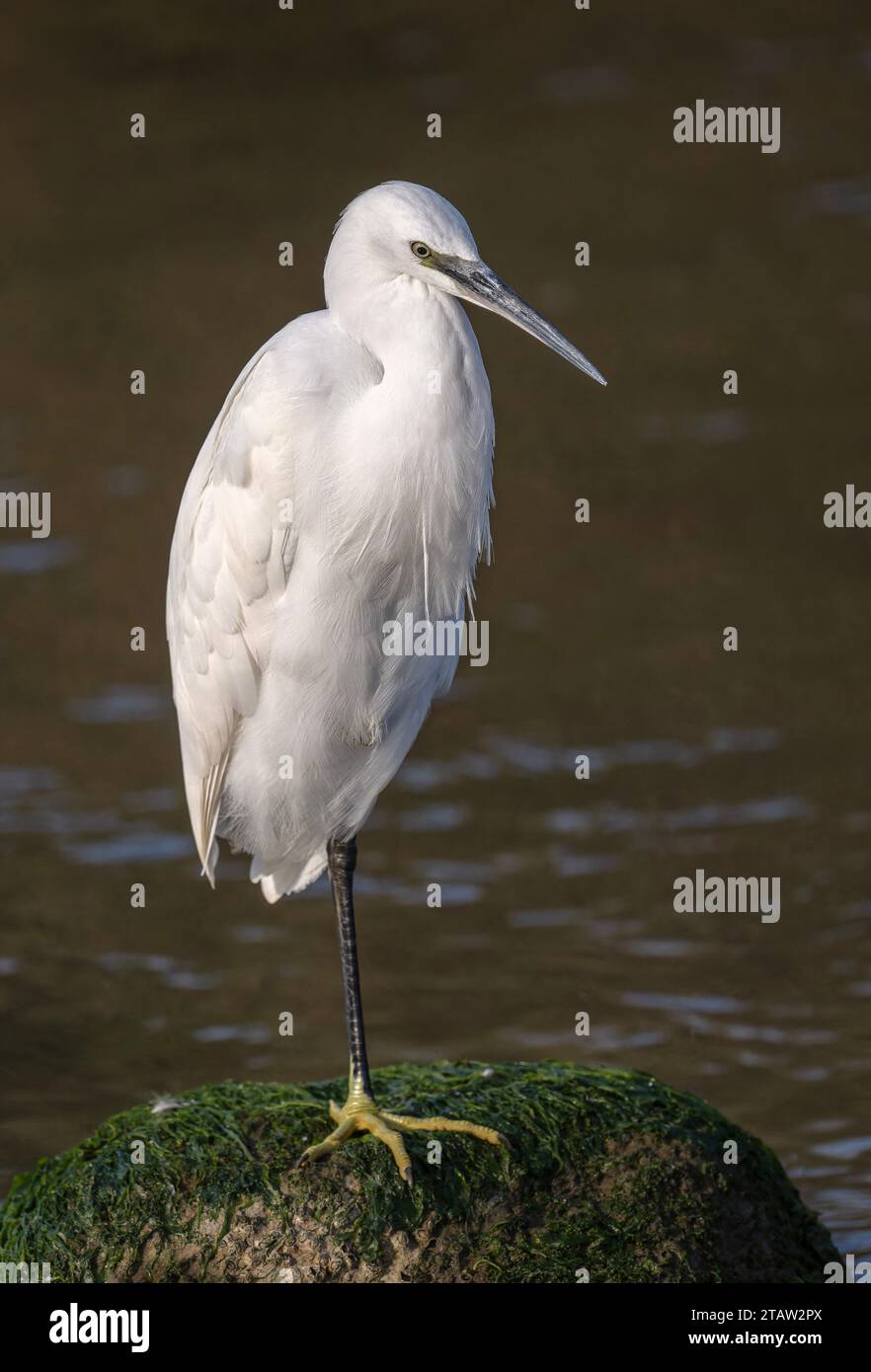 Little egret, Egretta garzetta, perched on seashore rock, showing its ...