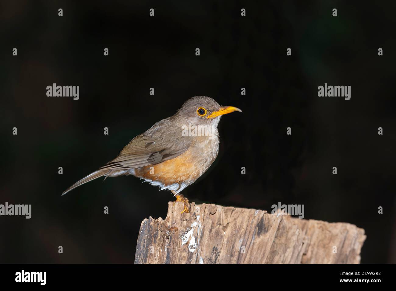 Christmas Island Thrush (Turdus poliocephalus erythropleurus) perched ...
