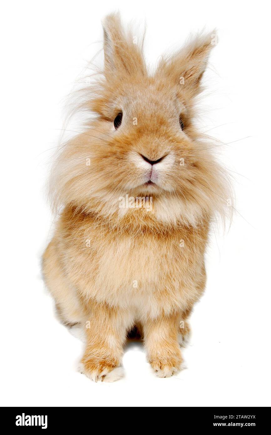 Sweet sad rabbit is sitting on a white background Stock Photo - Alamy