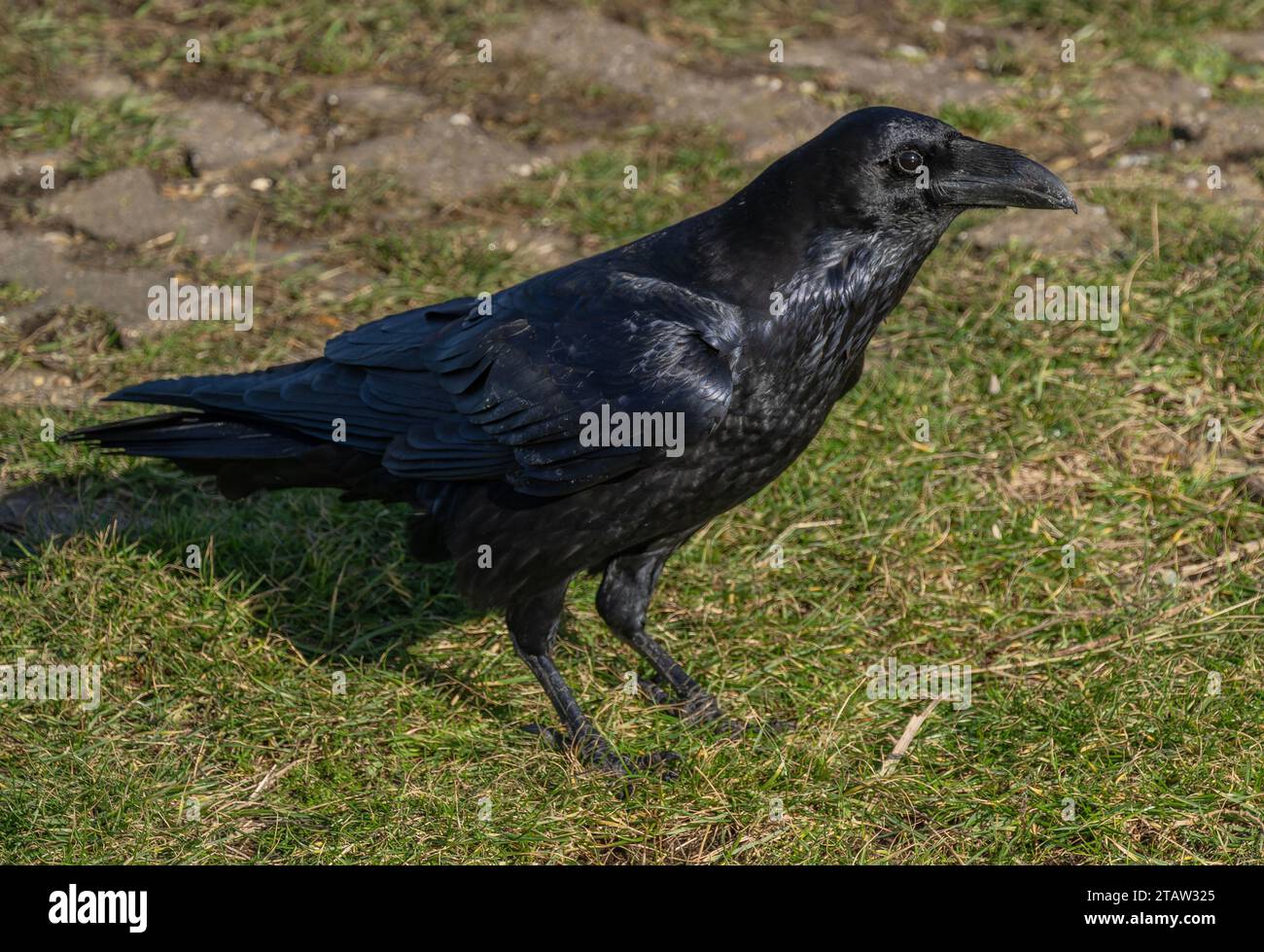 Raven ornithology hi-res stock photography and images - Alamy