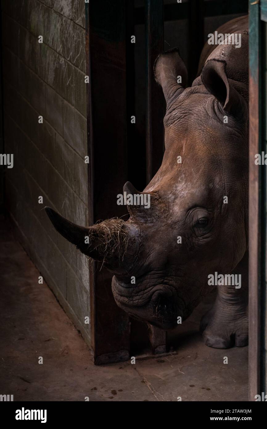 A rhino standing at a door of a zoo cage Stock Photo - Alamy