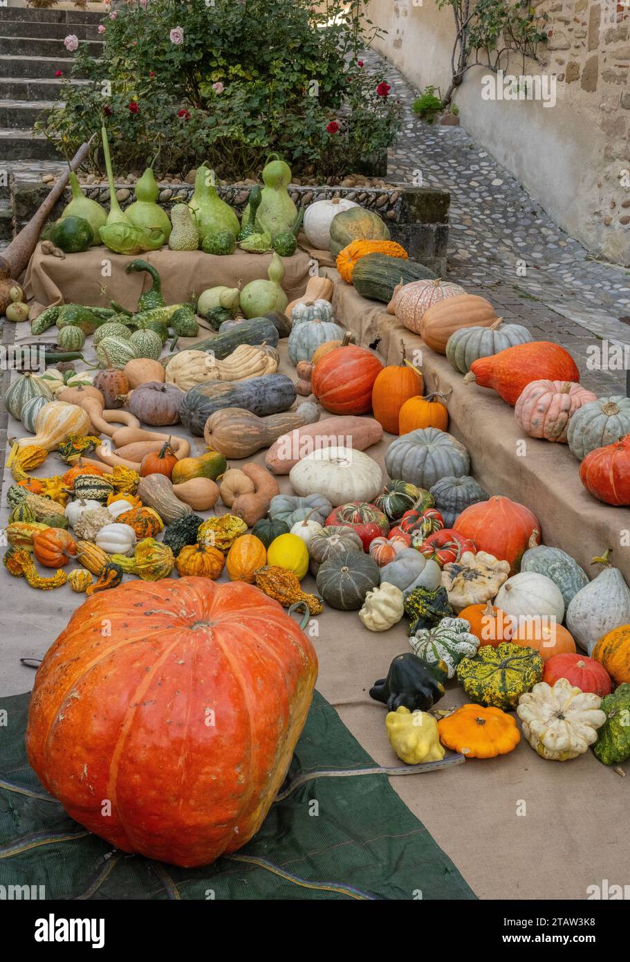 Mixed pumpkins on display at the Autumn festival market, Saint Antoine ...