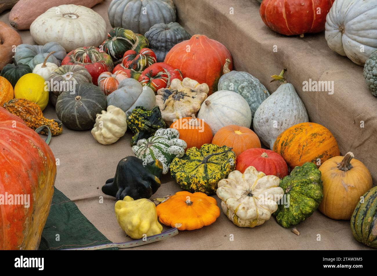 Mixed pumpkins on display at the Autumn festival market, Saint Antoine ...