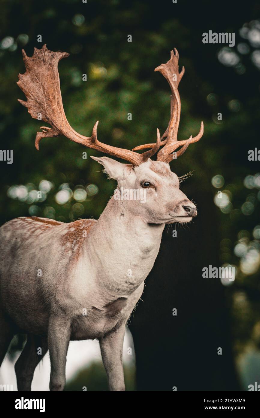 Majestic stag stands hi-res stock photography and images - Alamy