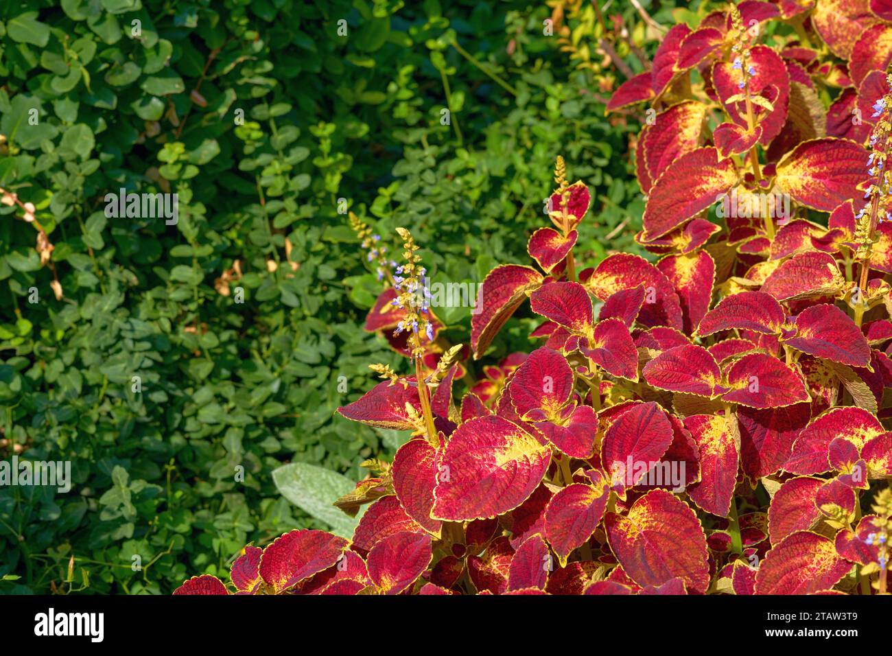 Landscaping. Red ornamental plant Coleus of the Lamiaceae family in ...