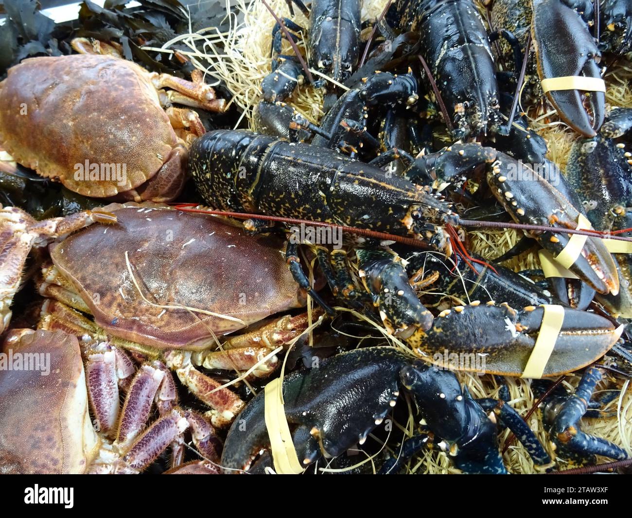 Lobster display hi-res stock photography and images - Alamy