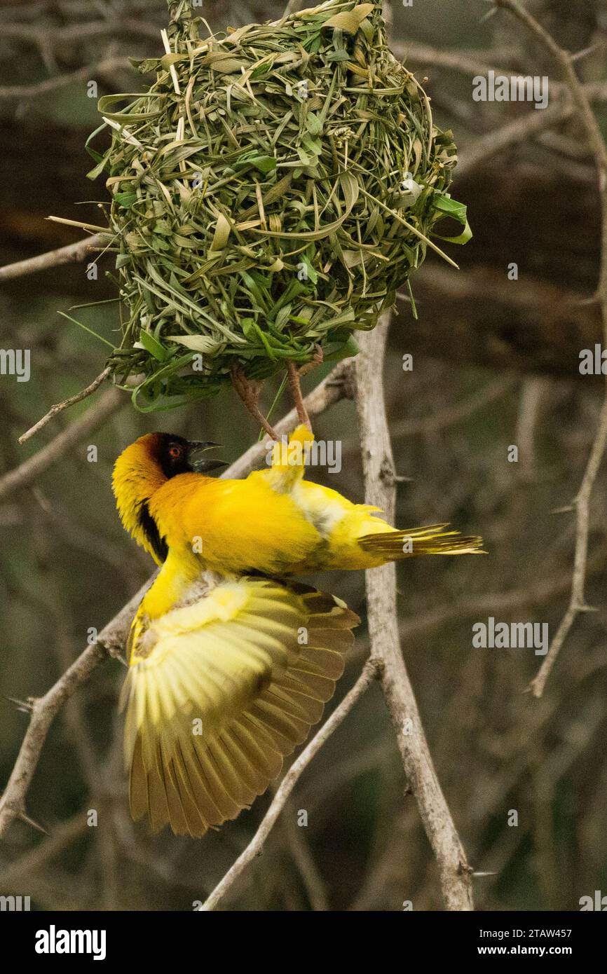 Black-headed weaver (Ploceus cucullatus bohndorffi) male nest building ...