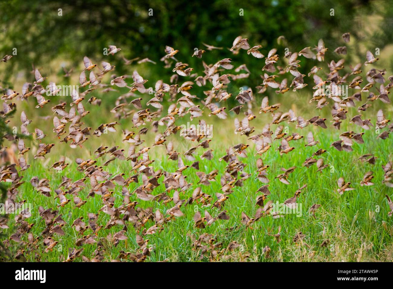 Red -Billed Quelea Stock Photo - Alamy