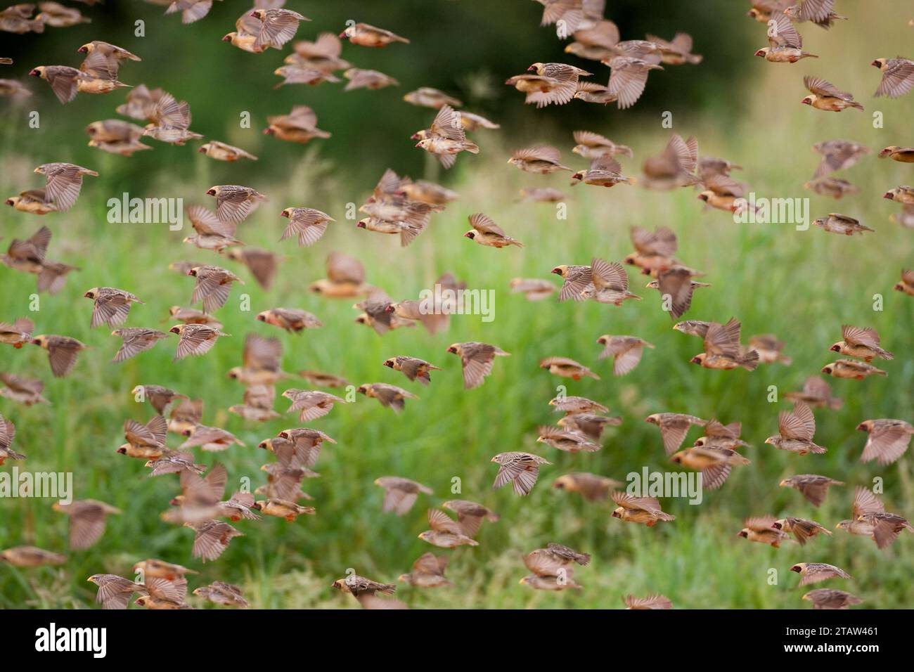 Red billed quelea kenya hi-res stock photography and images - Alamy