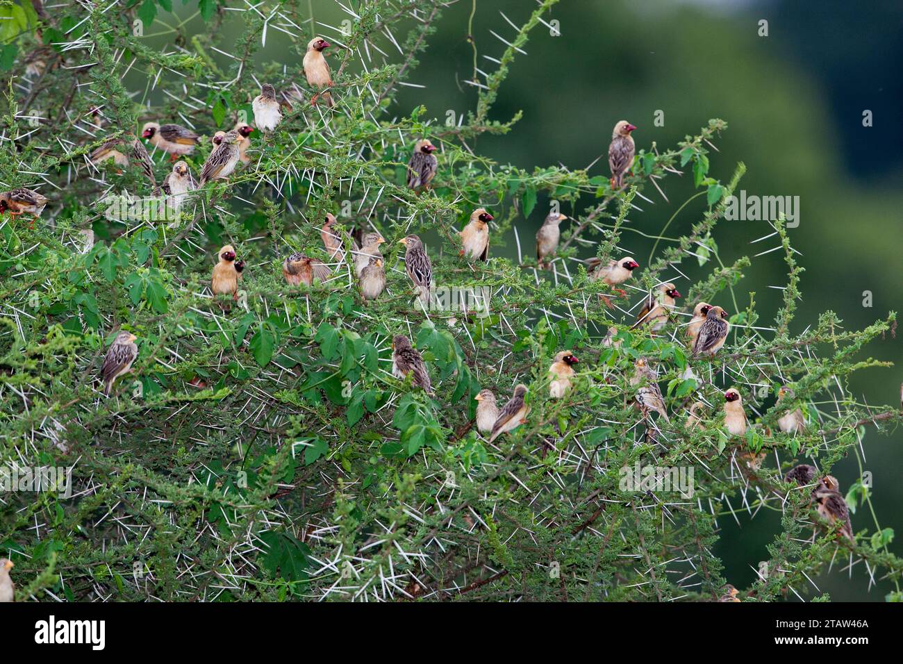 Red -Billed Quelea Stock Photo - Alamy