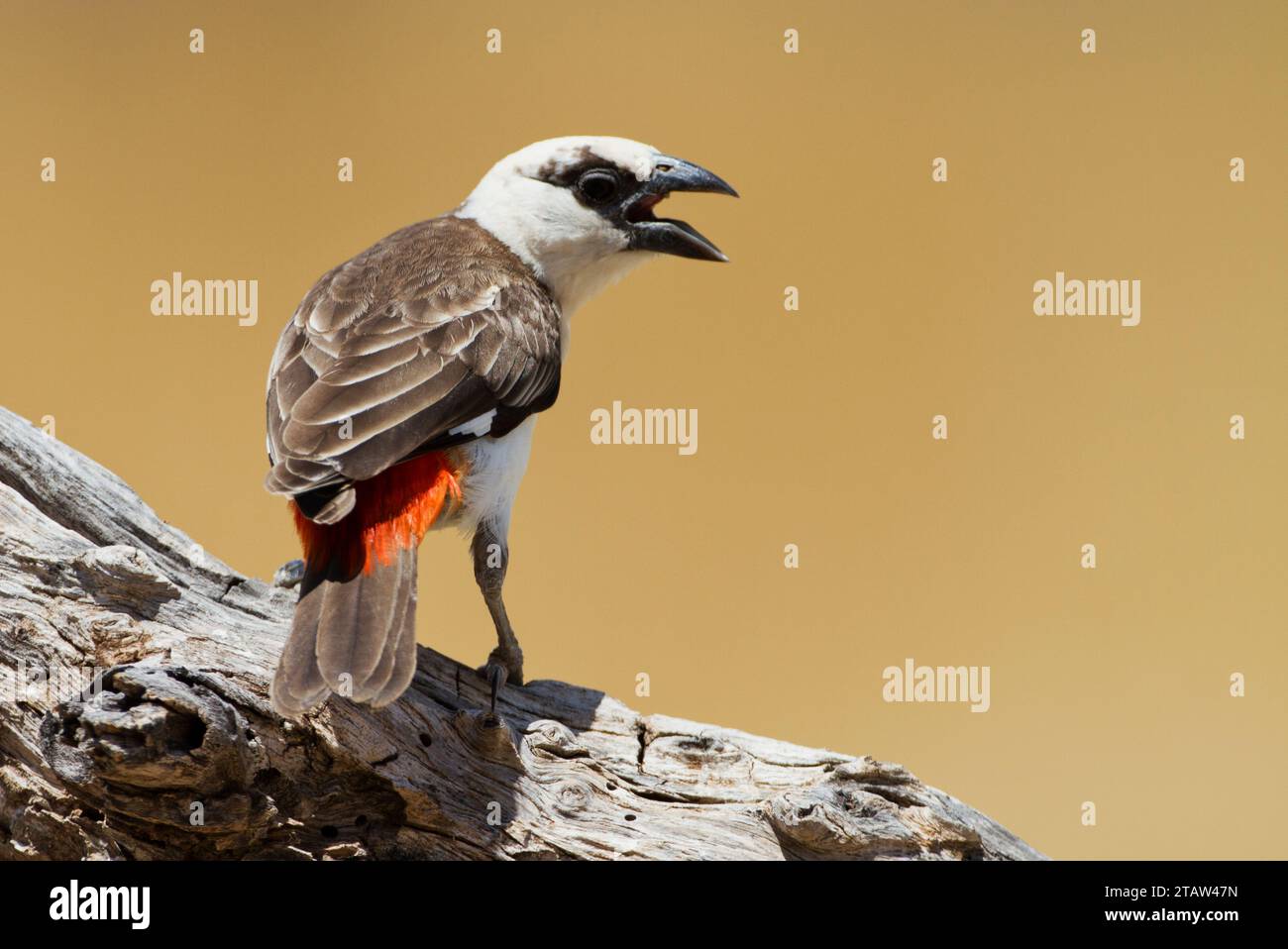 White Headed Buffalo Weaver Stock Photo - Alamy