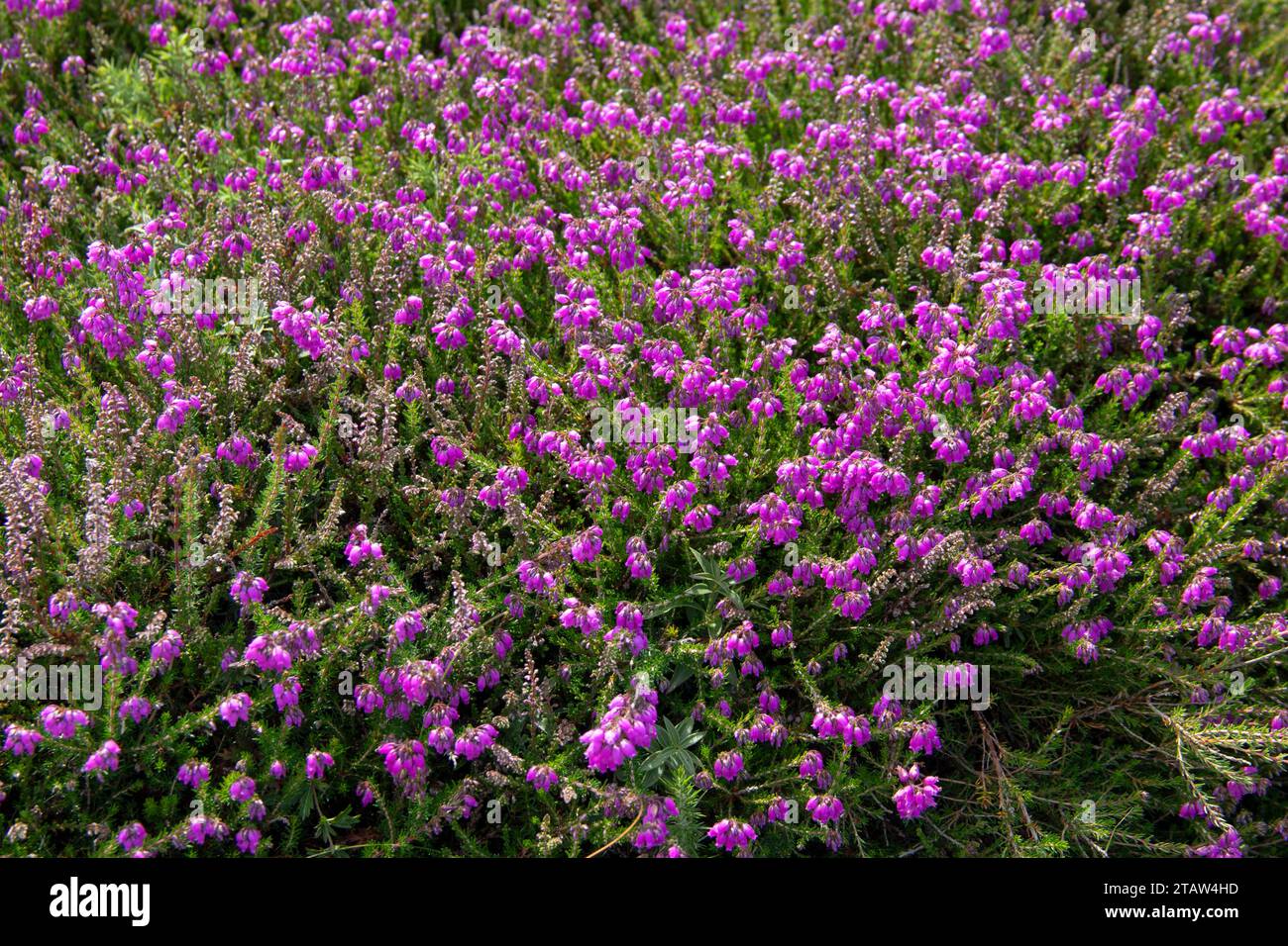 Heather growth hi-res stock photography and images - Alamy
