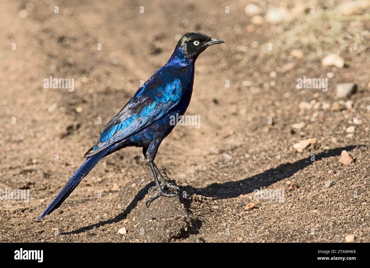Ruppells starling hi-res stock photography and images - Alamy
