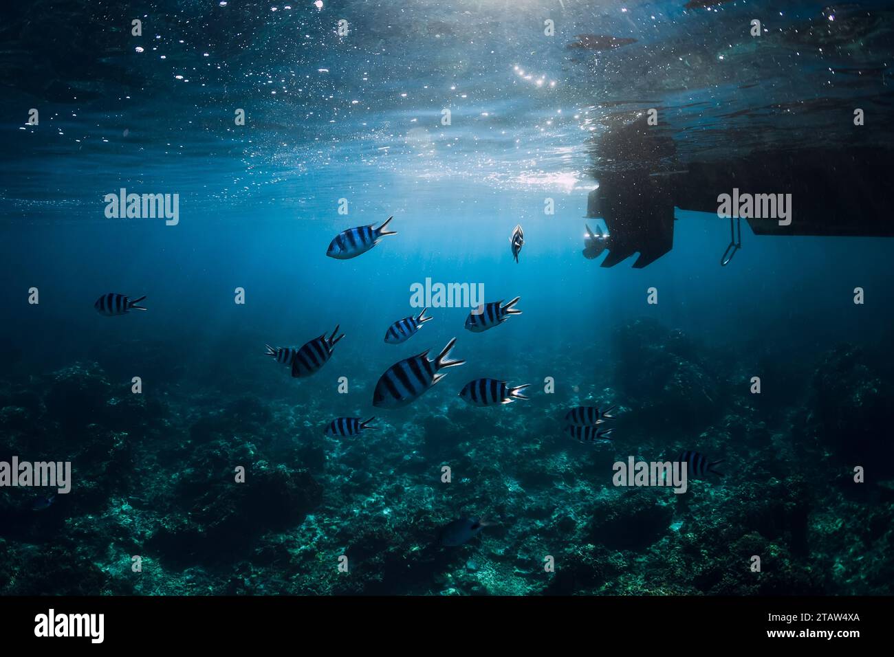 Underwater scene with tropical fish, bottom of boat with sunlight in ...