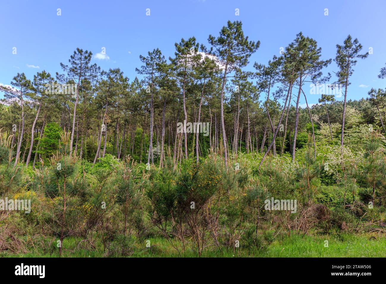 Pines forest france hi-res stock photography and images - Alamy