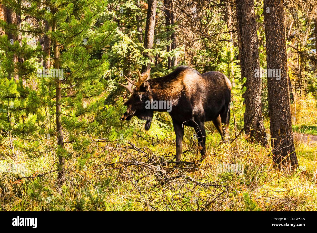 Bull moose foraging on hi-res stock photography and images - Alamy