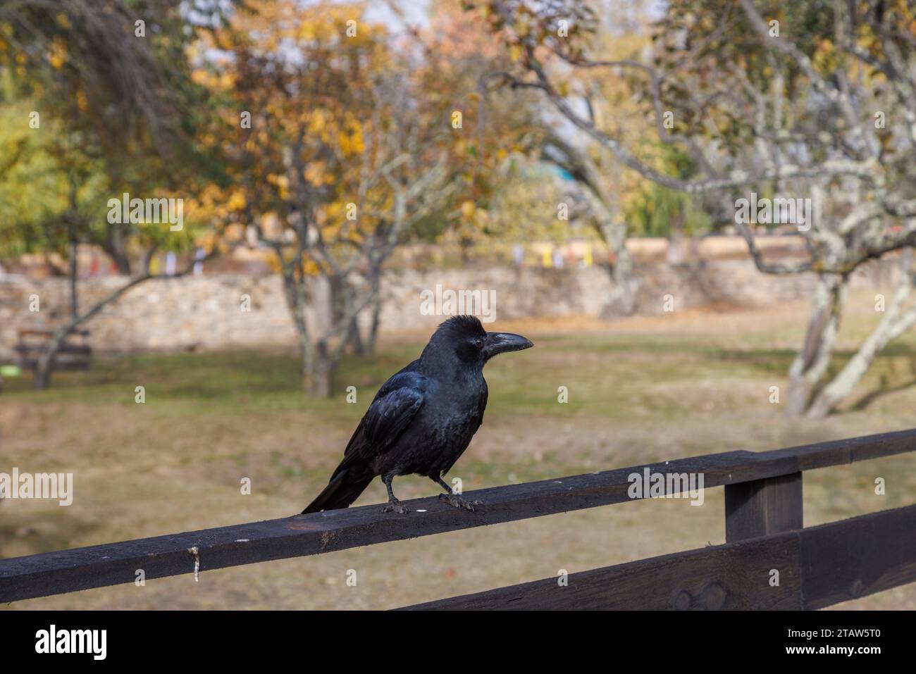 The raven is the Bhutan national bird (Corvux Corax), seen in Jakar ...