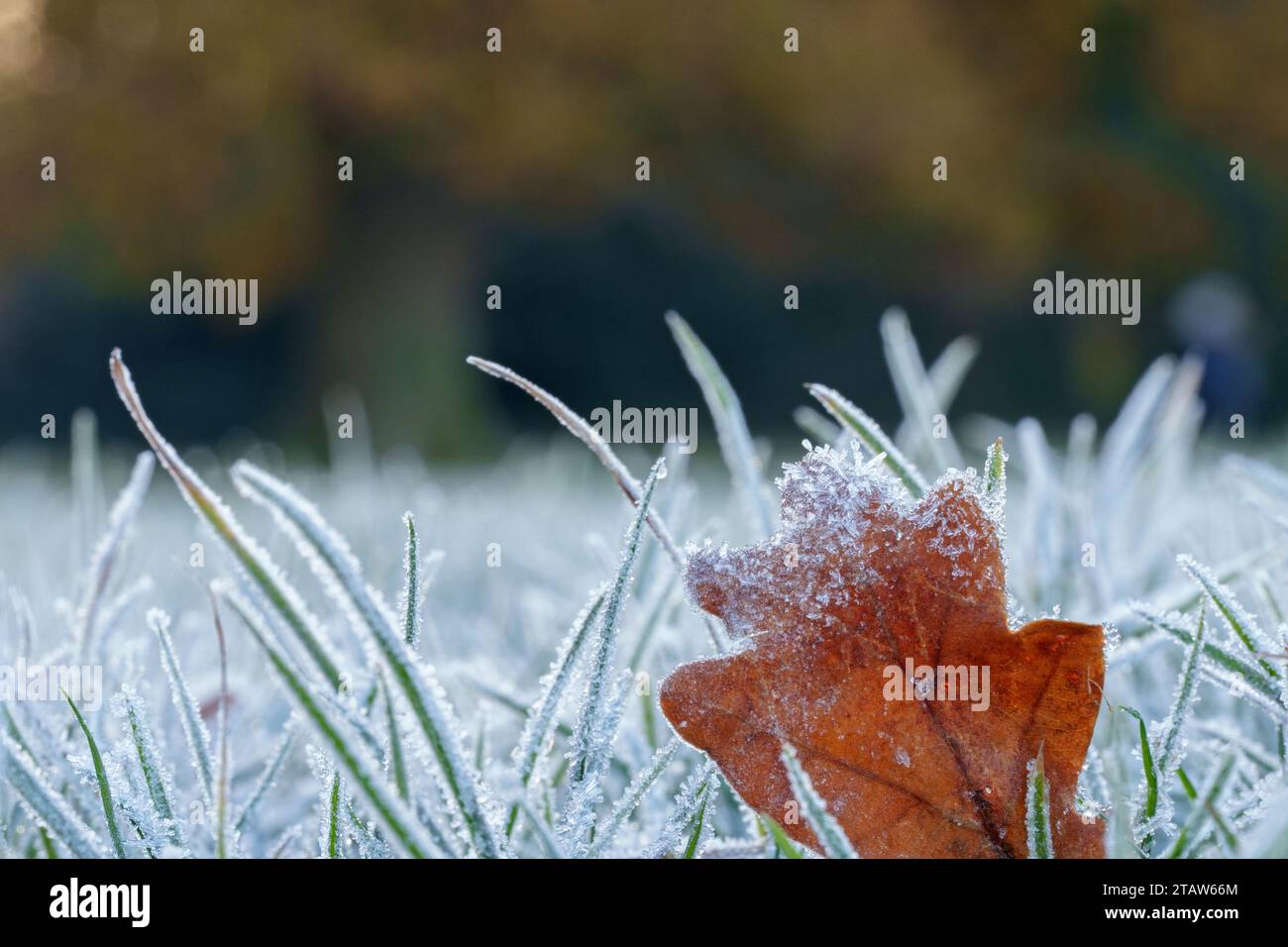 Frosty autumn leaf Stock Photo - Alamy