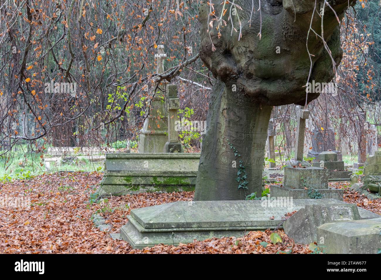 Tree southampton old cemetery hi-res stock photography and images - Alamy