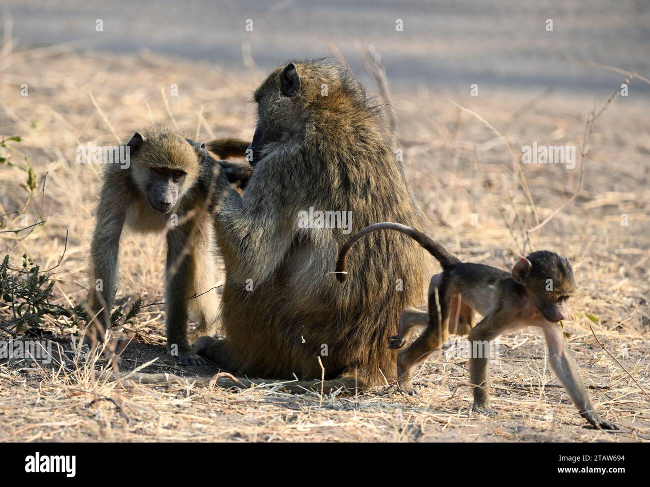 Monkeys in the sun hi-res stock photography and images - Alamy
