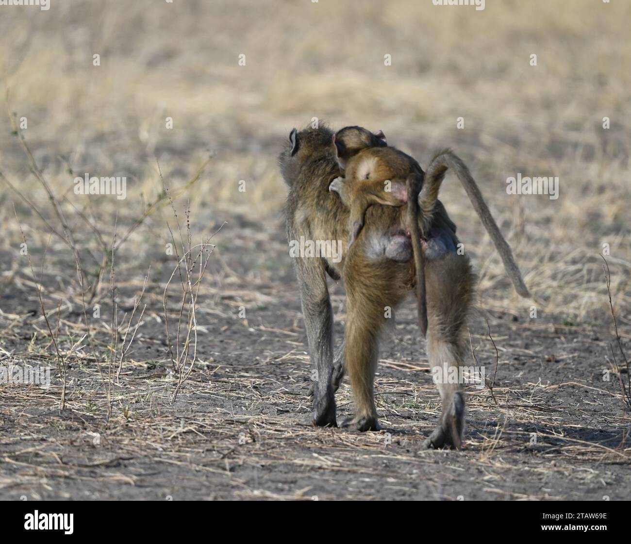 Boboon hi-res stock photography and images - Alamy