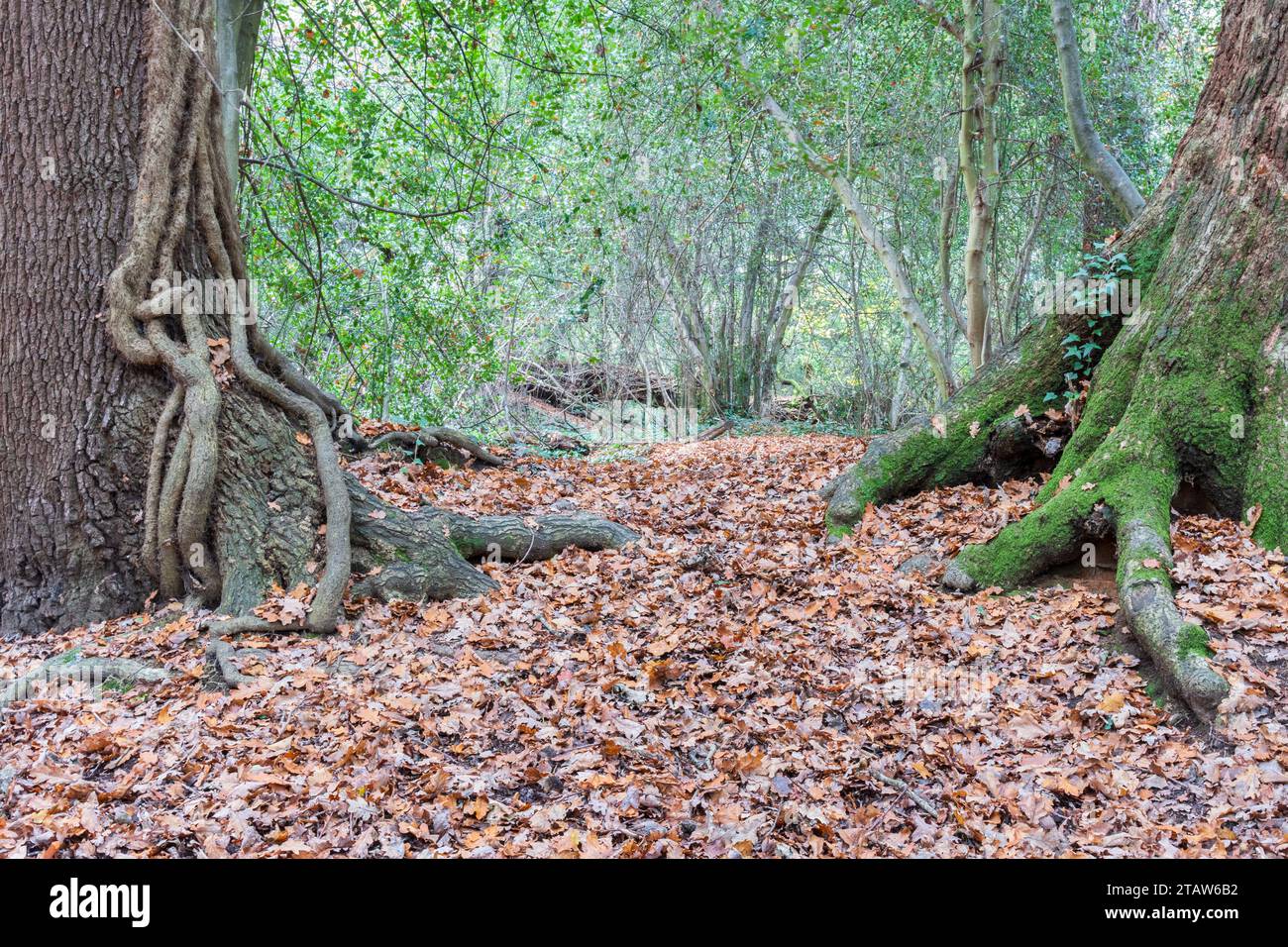 Southampton nature hi-res stock photography and images - Alamy
