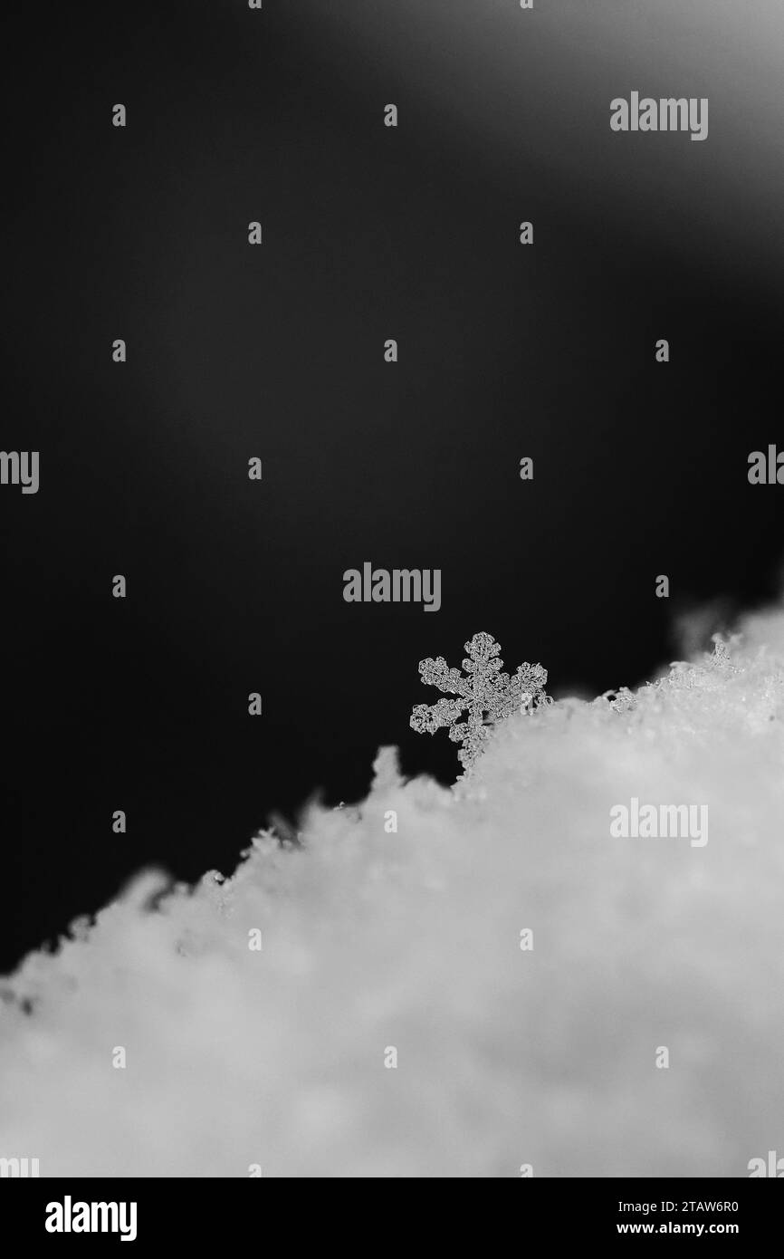 A beautiful real snowflake. Snow in nature. Macro photo in winter ...