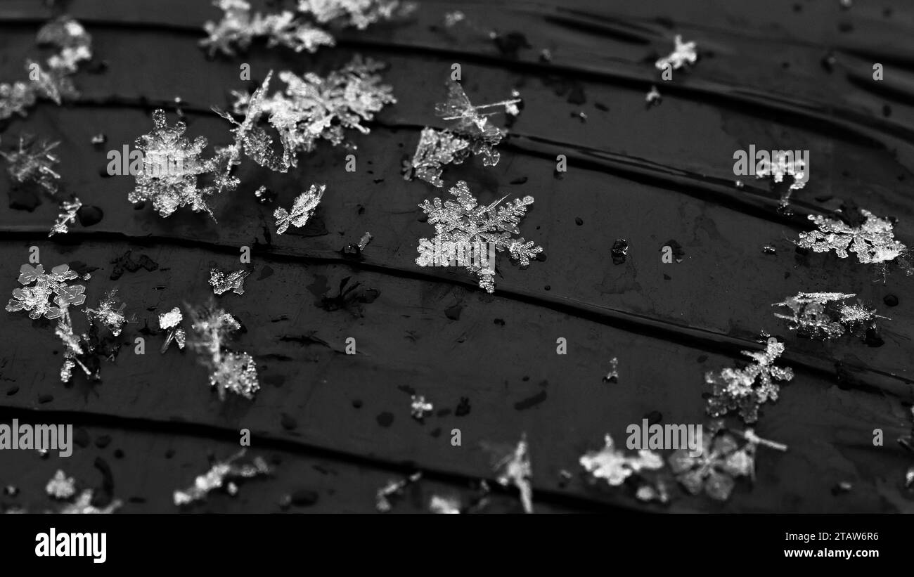 A beautiful real snowflake. Snow in nature. Macro photo in winter ...