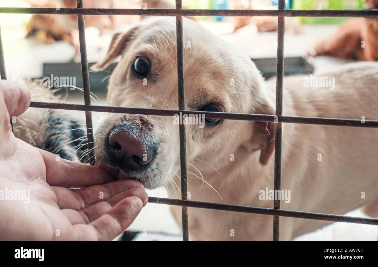 Close-up of male hand petting stray dog in pet shelter. People, Animals ...