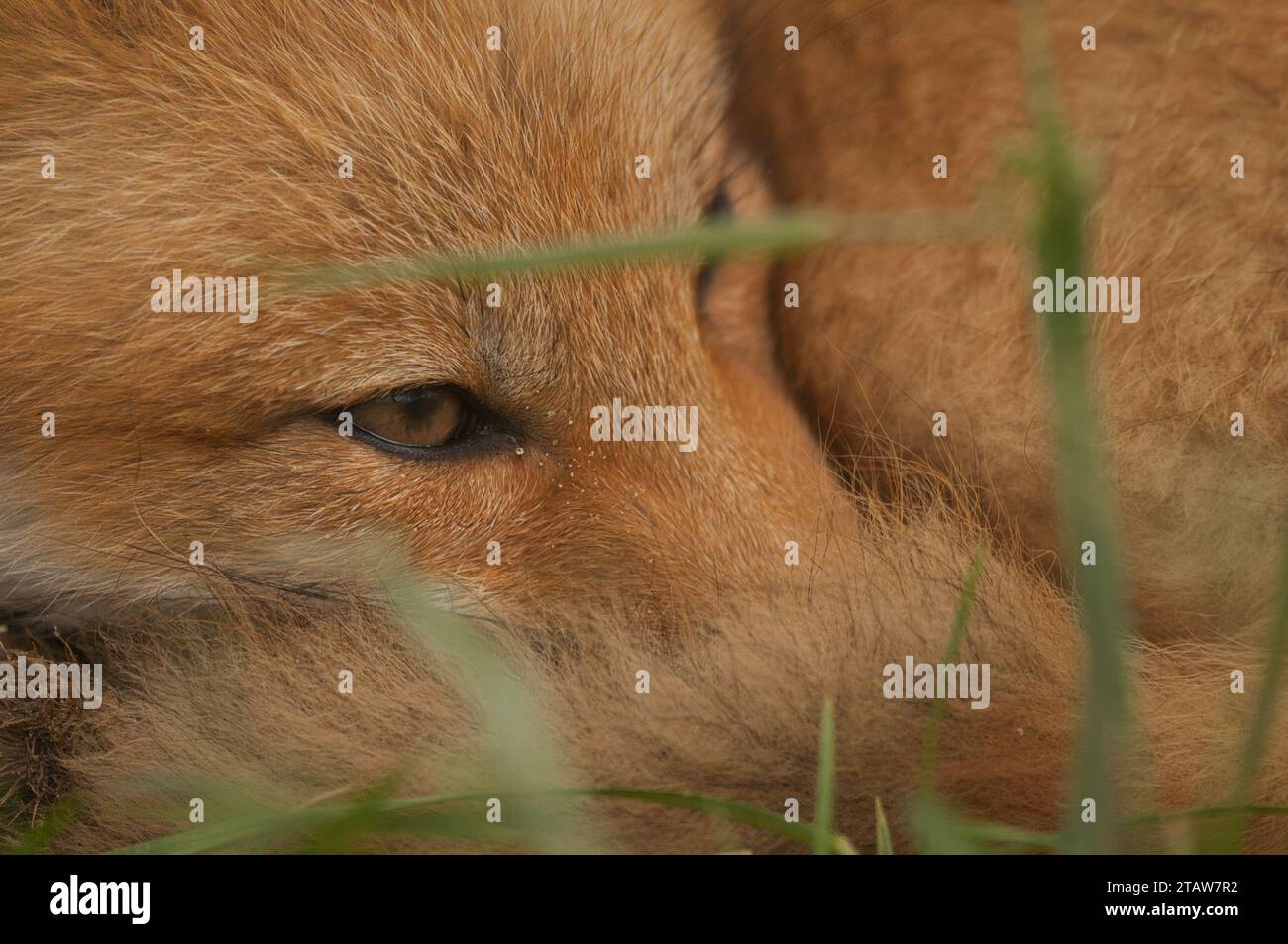 Close up fox face hi-res stock photography and images - Alamy