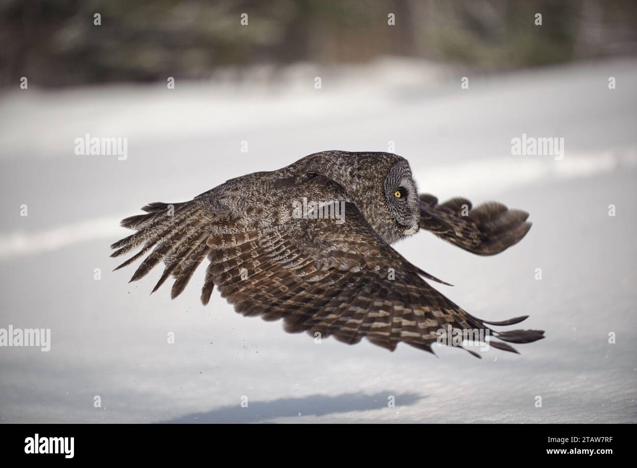 Barred Owl in flight for hunting Stock Photo - Alamy