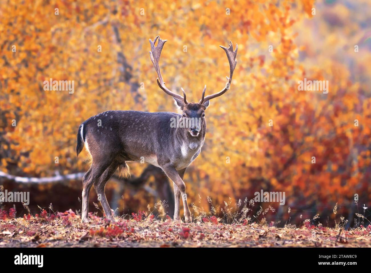 fallow deer stag in beautiful autumn setting (Dama dama); the males are ...