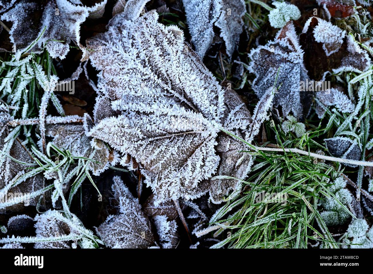 Around the UK - A sharp frost - Nature's abstract Stock Photo - Alamy