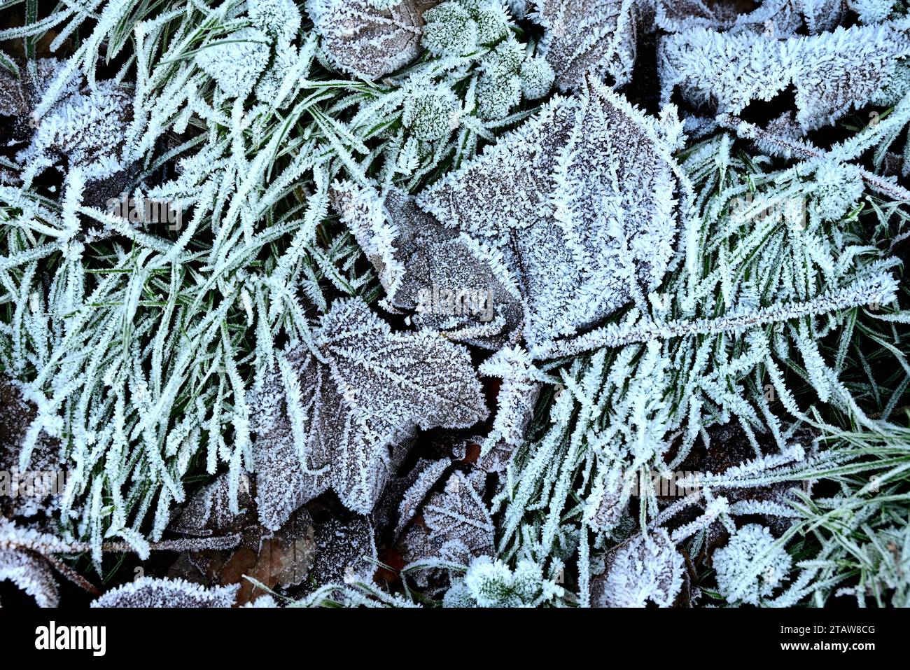 Around the UK - A sharp frost - Nature's abstract Stock Photo - Alamy