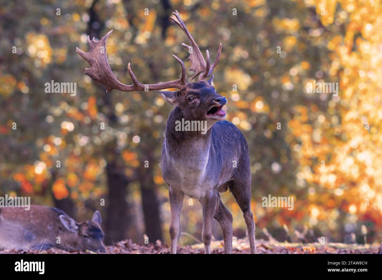 close up of a fallow deer stag roaring (Dama dama) in mating season ...