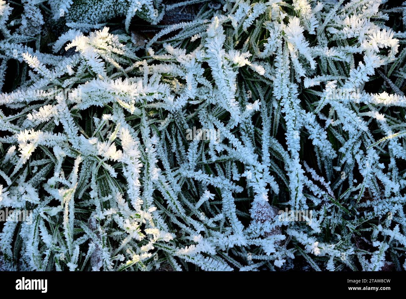 Around the UK - A sharp frost - Nature's abstract Stock Photo - Alamy