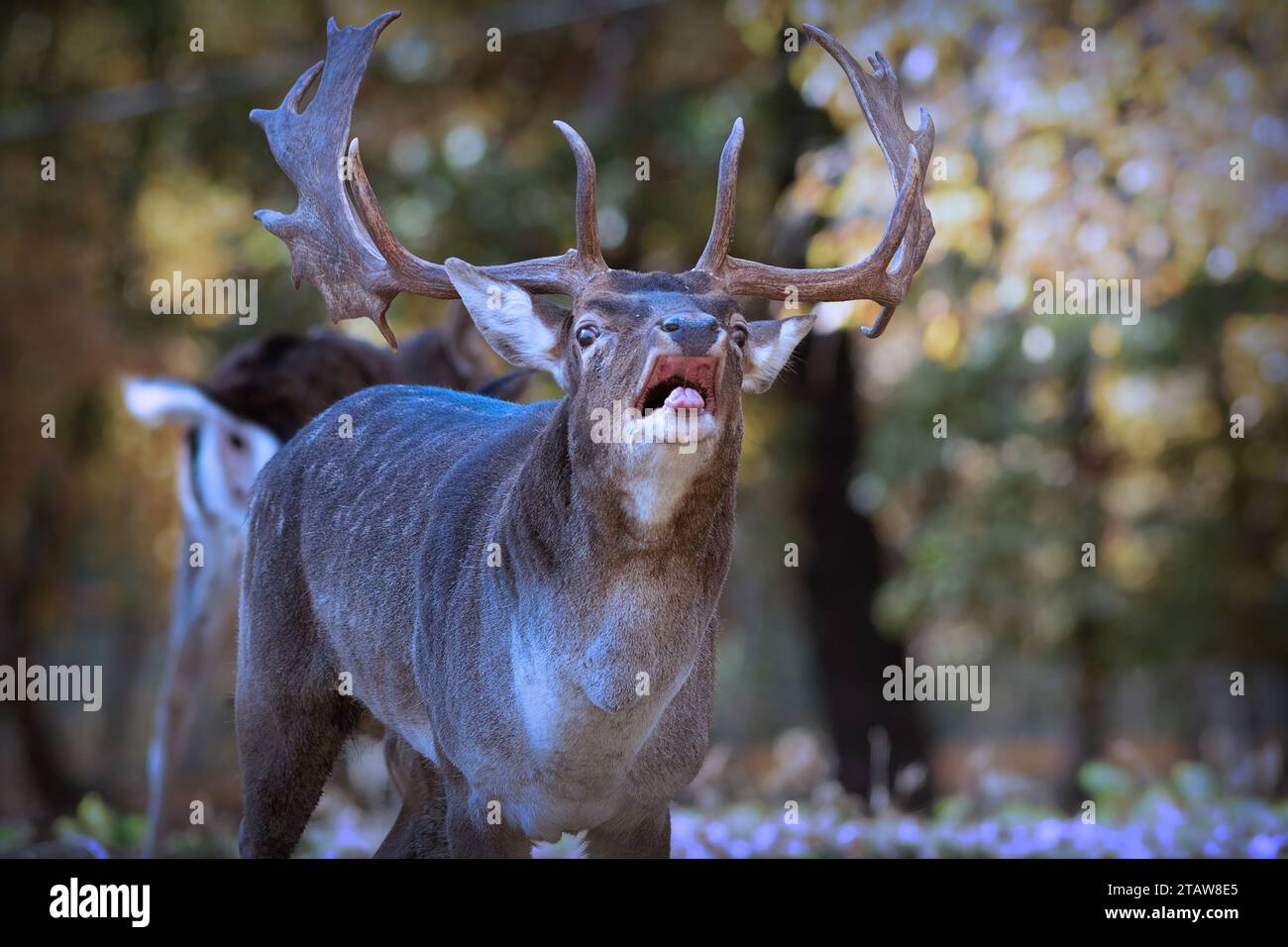 portrait of roaring fallow deer (Dama dama Stock Photo - Alamy