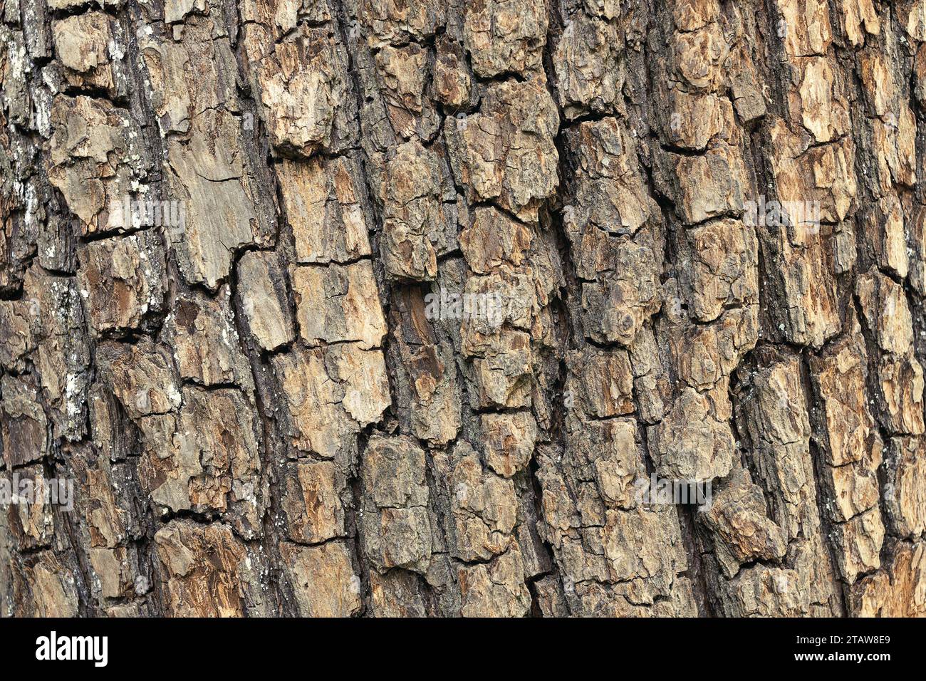 oak tree bark texture on natural forest, background for your design ...