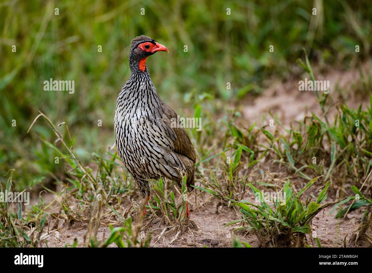Red -Necked Spurfowl Stock Photo - Alamy