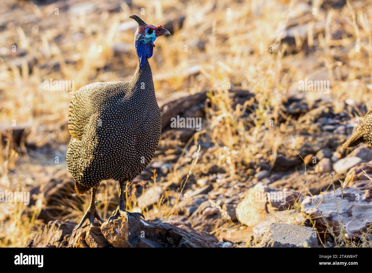 Tanzania guineafowl bird african hi-res stock photography and images ...