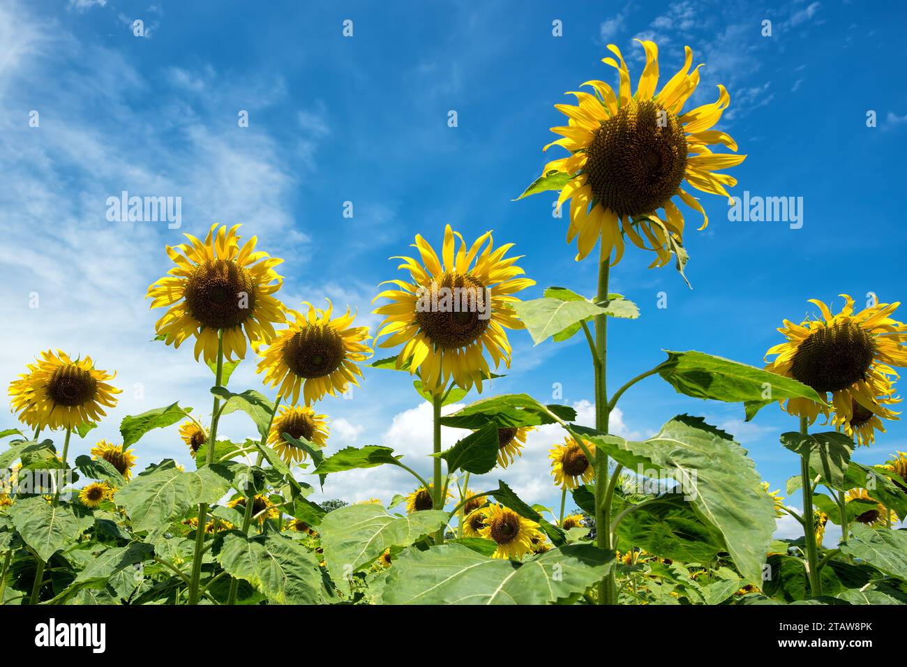 Sun flowers - Colorful sun flowers as nature background wallpaper Stock ...