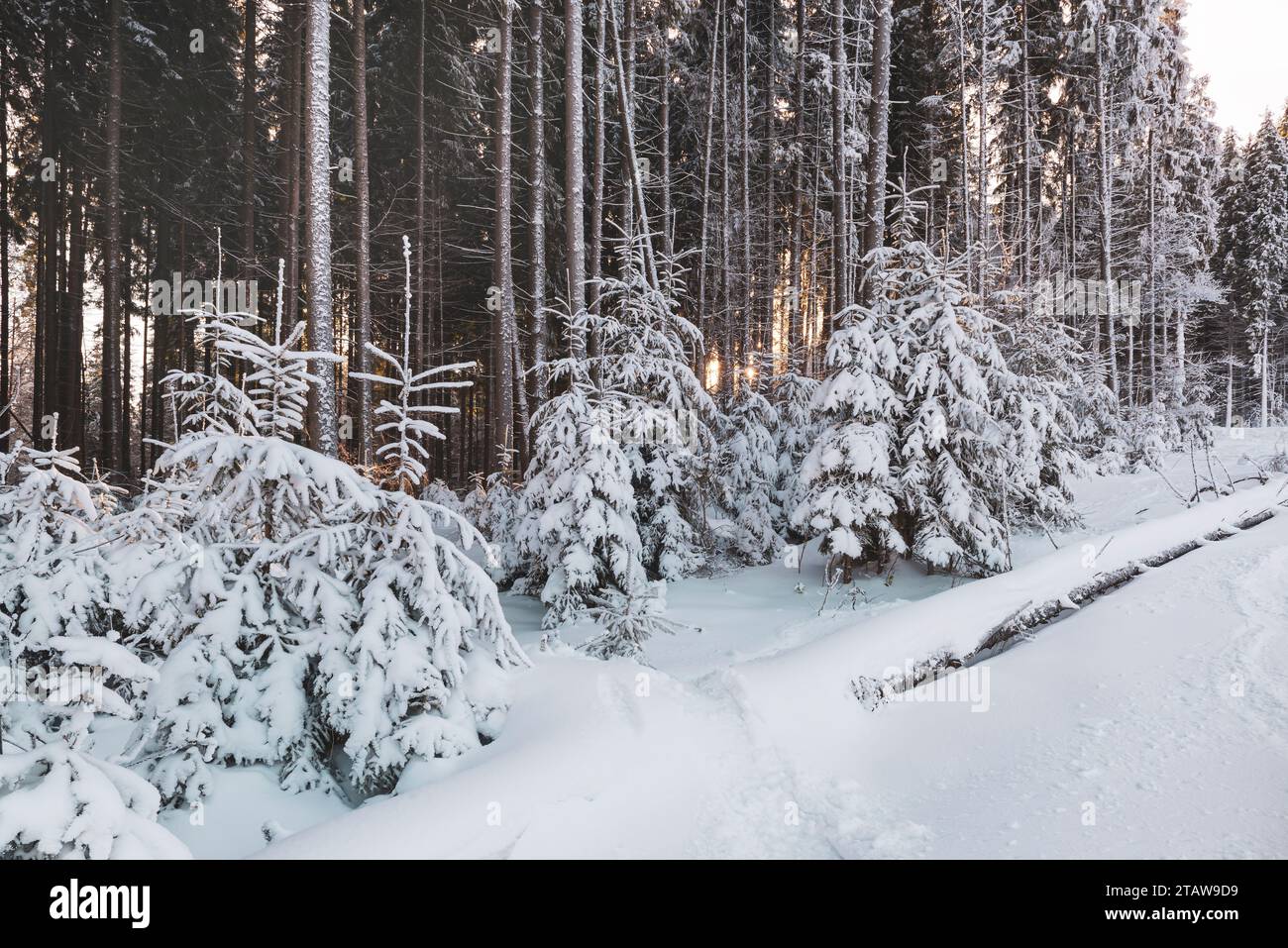 Real magic hi-res stock photography and images - Alamy