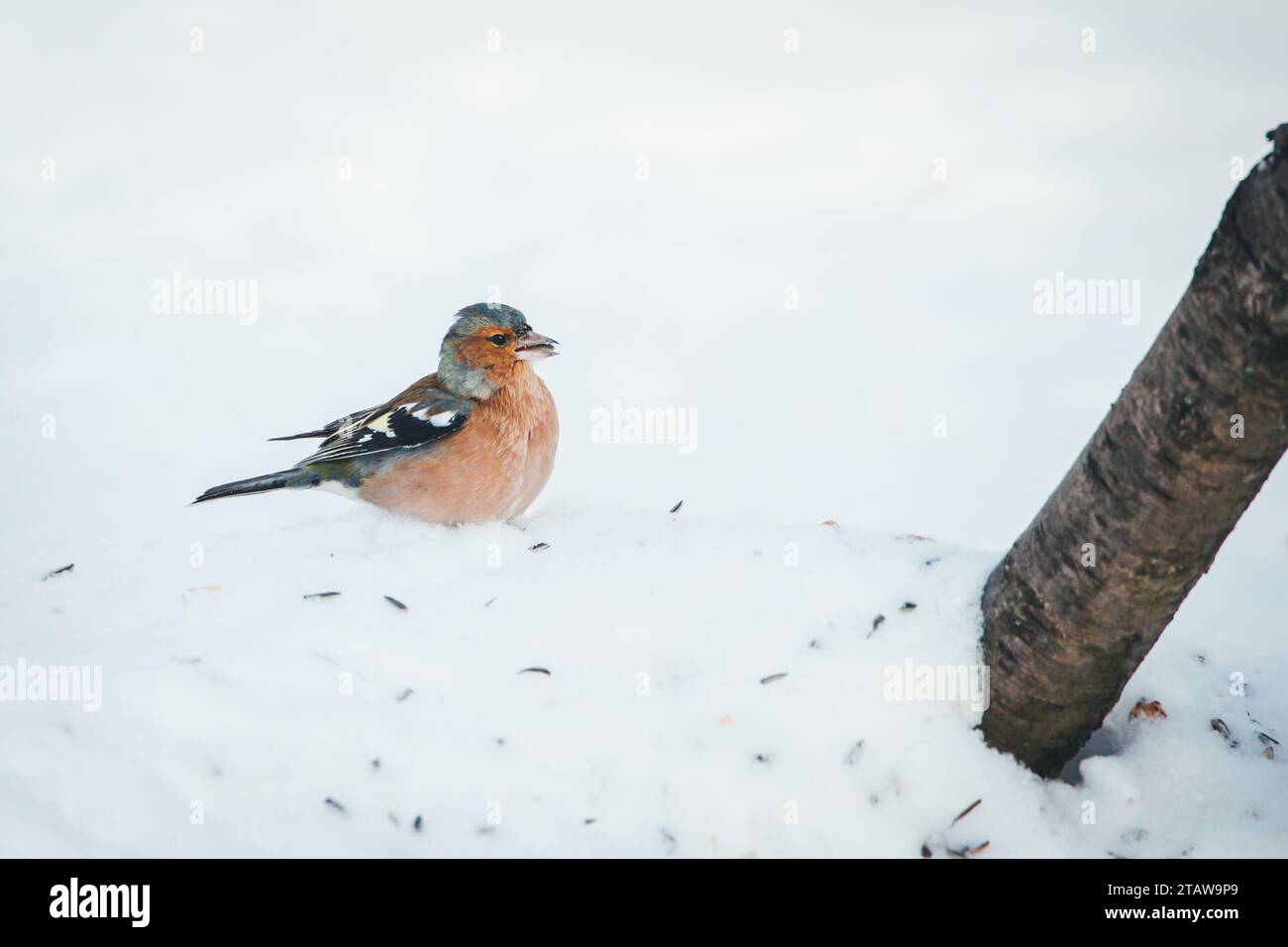 Singing chaffinch hi-res stock photography and images - Alamy
