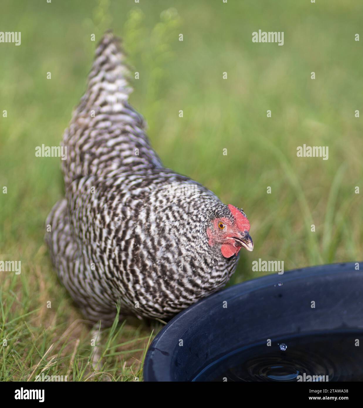 Water trough with ripples as a chicken hen dribbles drops back into the ...