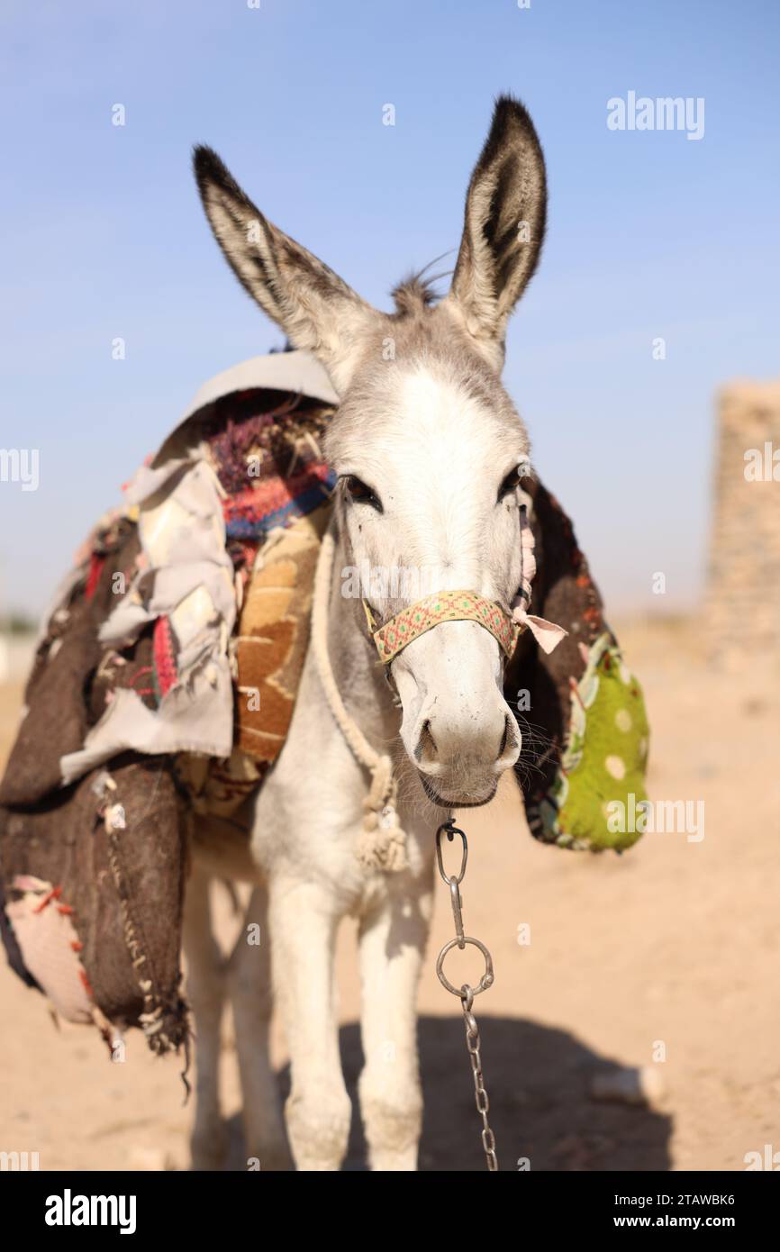 A portrait of a donkey standing in a village, looking directly at the ...